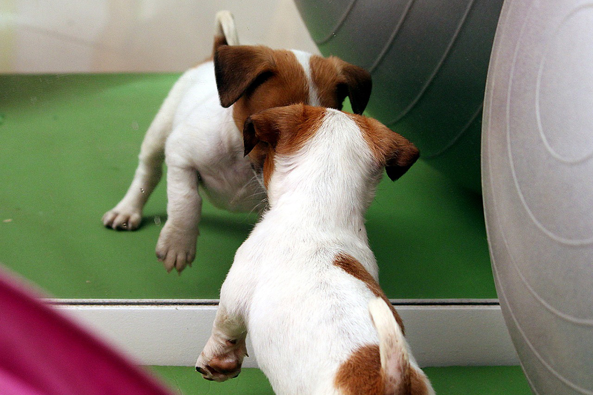 El sentido del olfato, un espejo para los perros - Vivir entre Mascotas